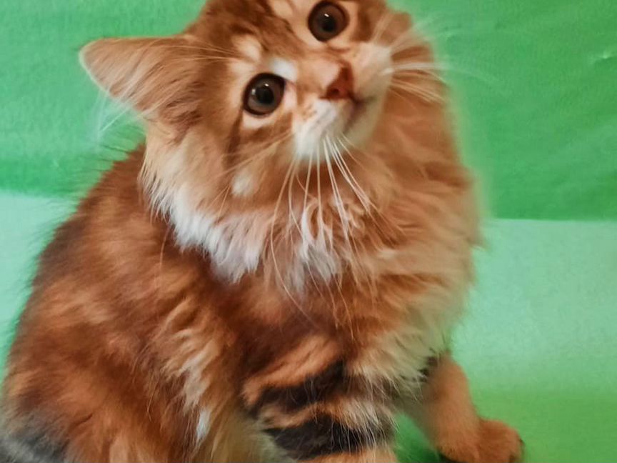 Золотой котик