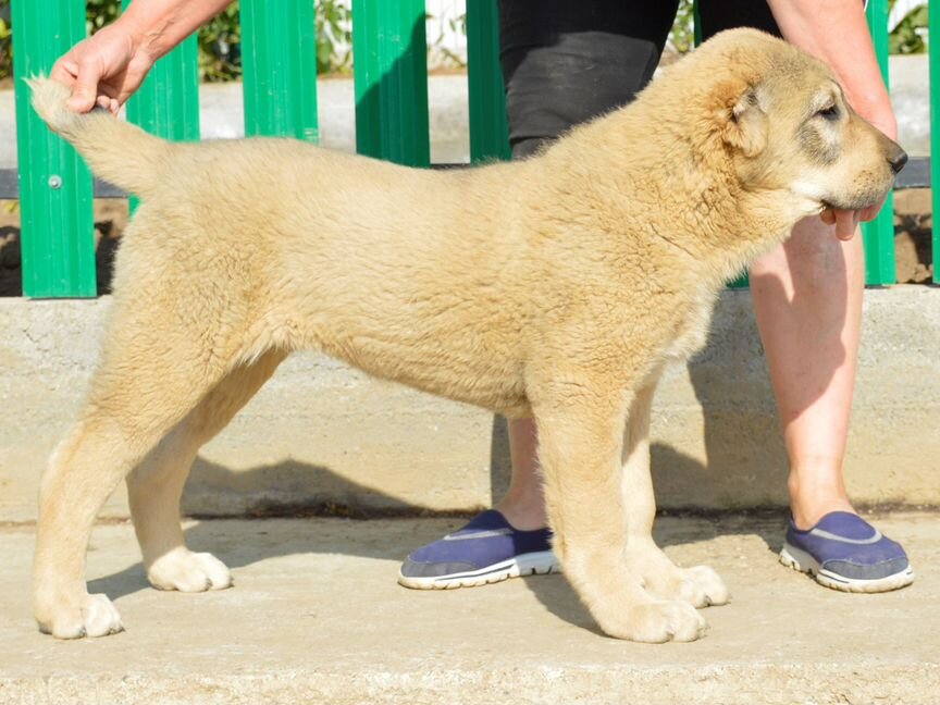 Девочки среднеазиатской овчарки. Питомник