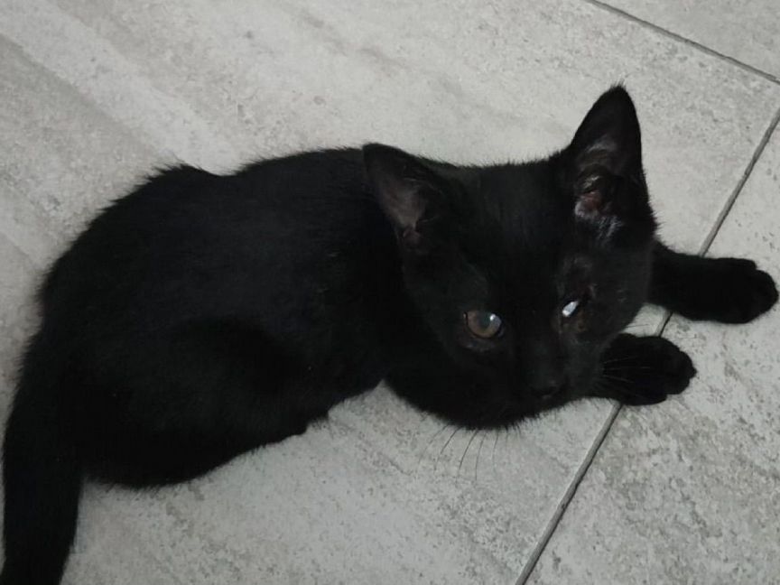 Спасите котёнка-инвалида