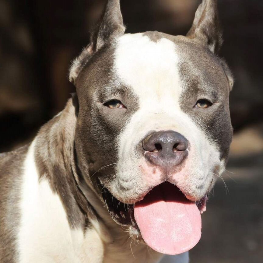 Американский стаффордширский терьер, взрослая собака