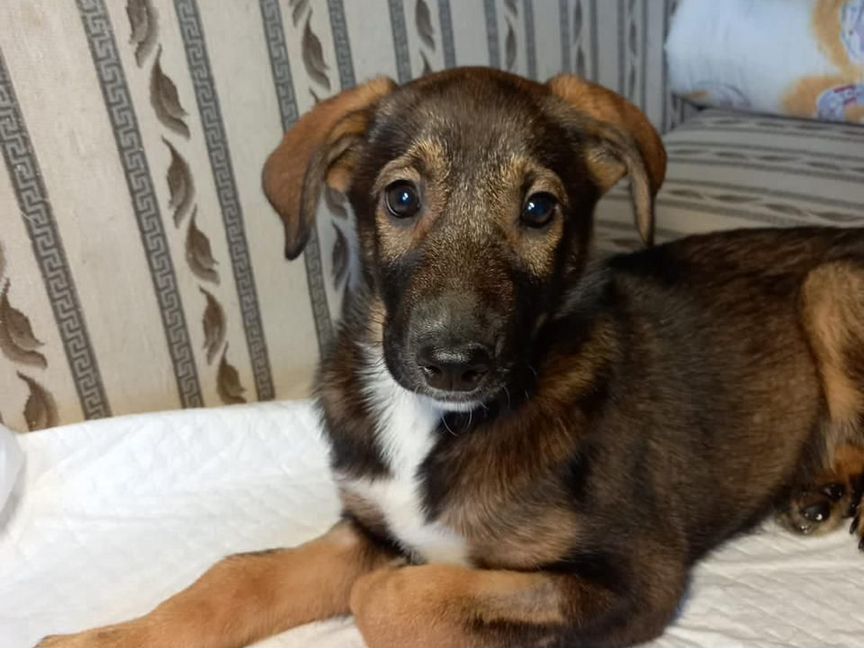 Верба, щенок 3мес