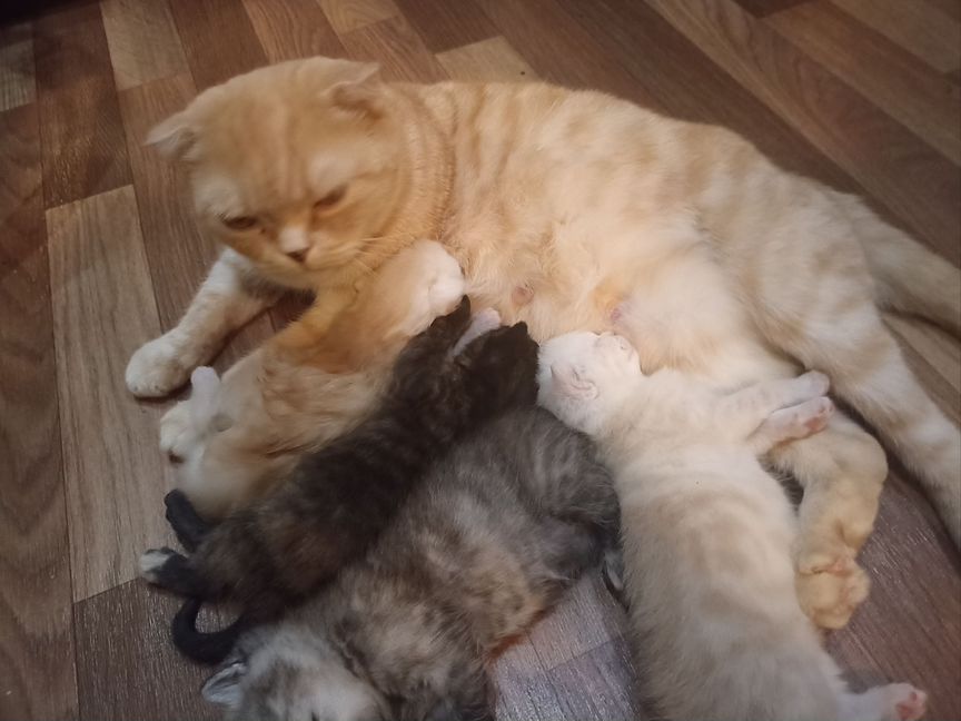 Породистые большие кошки