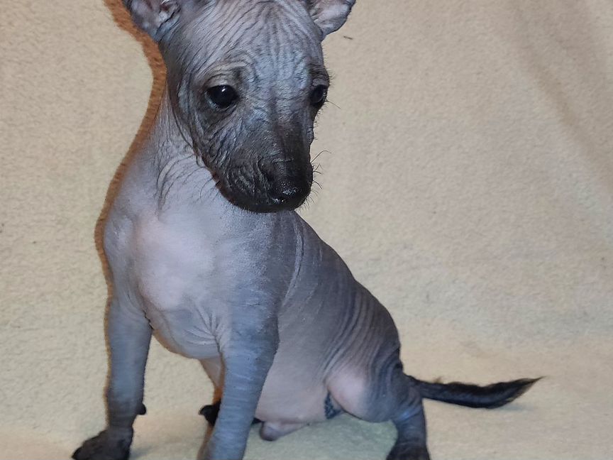 Ксолоитцкуинтли миниатюра