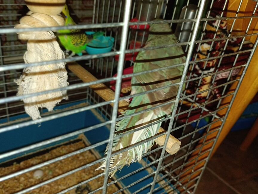 Попугай какарик с клеткой