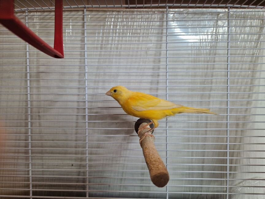 Кенары и канарейки