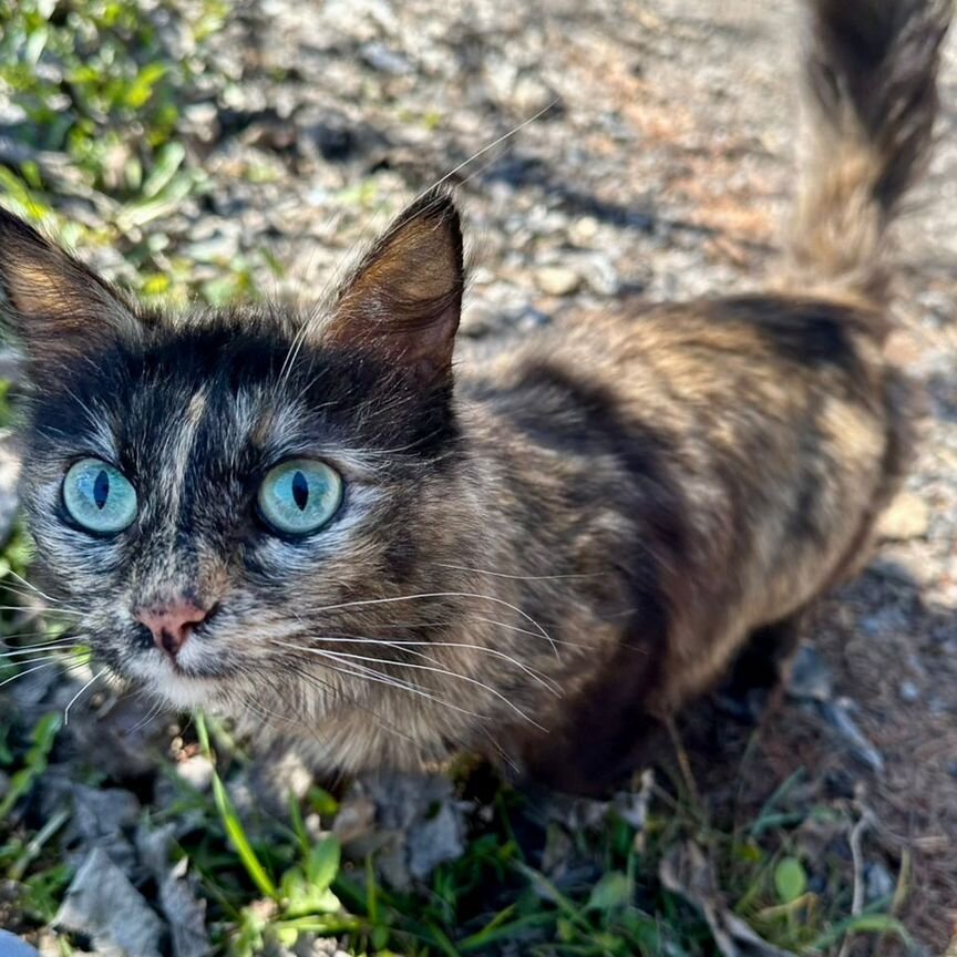 Взрослая, кошка в добрые руки