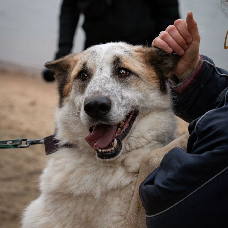 Дружелюбный пес из приюта