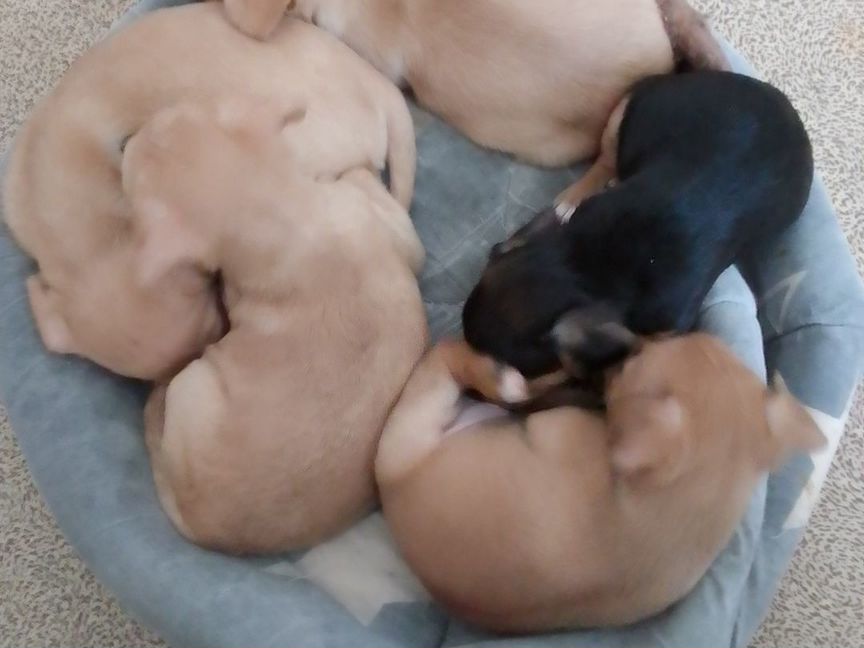 Продам той терьера