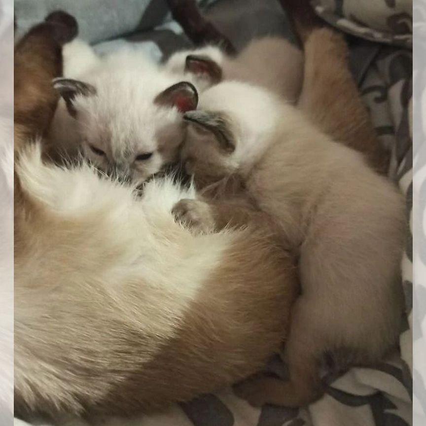 Меконгский бобтейл котёнок