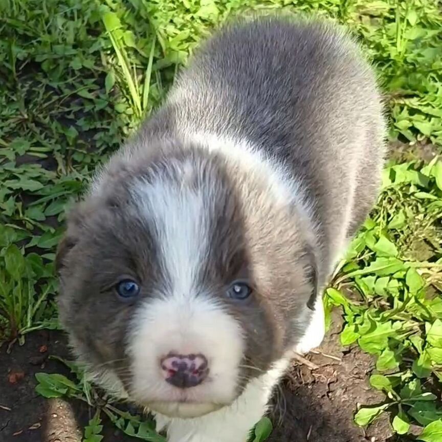 Бордер-колли, щенок