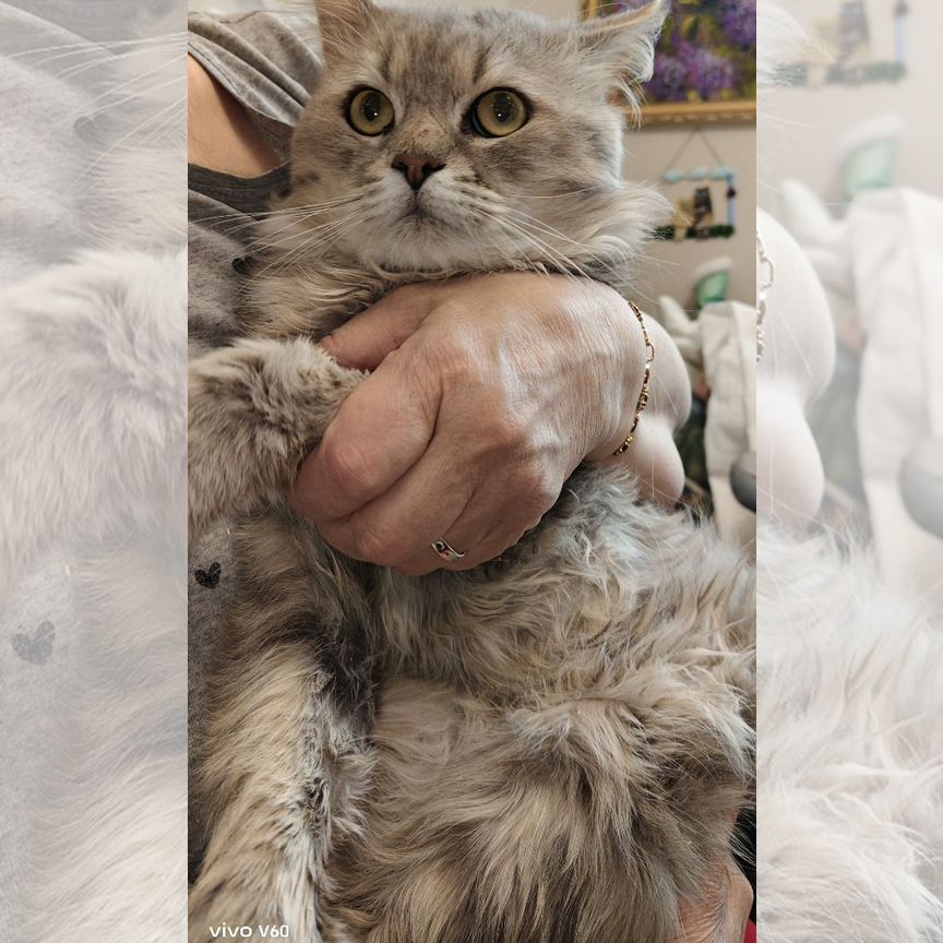 Взрослый кот в добрые руки