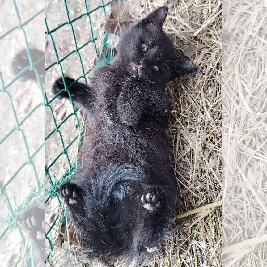 Котёнок в добрые руки