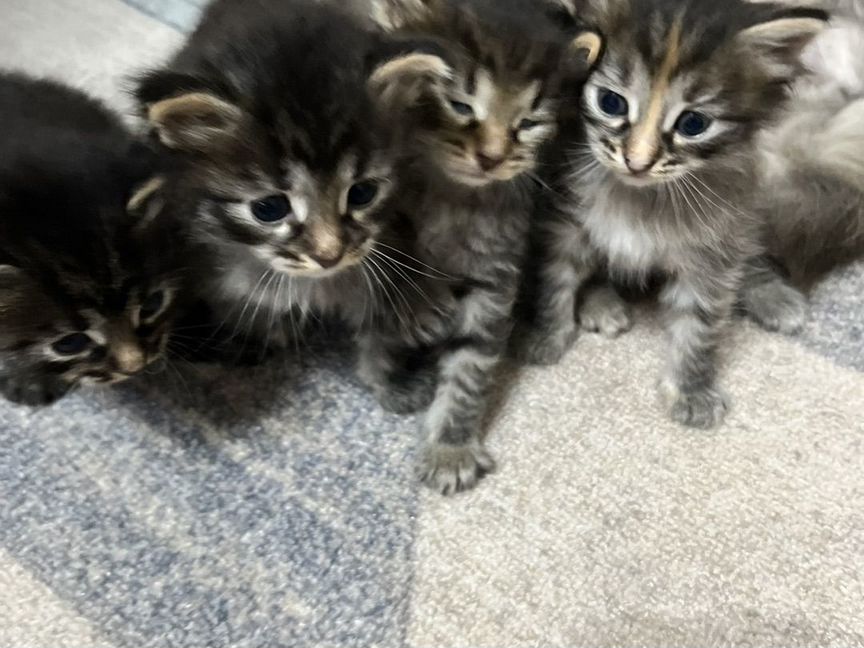 Порода сибирская кошка