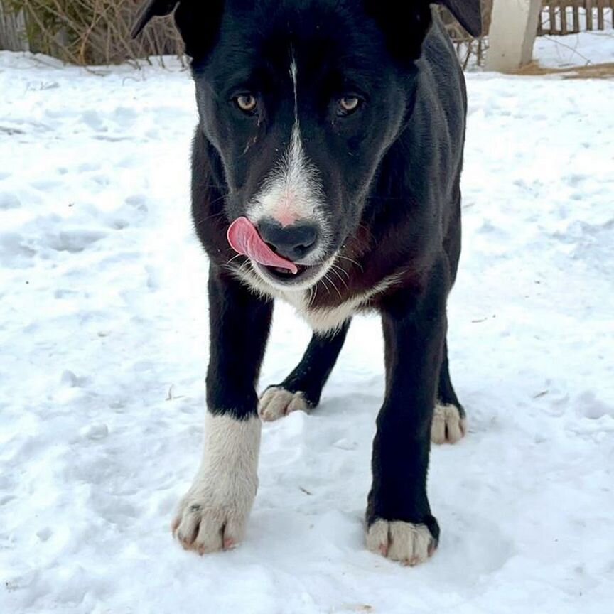 Щенок в добрые руки