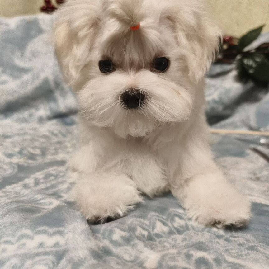 Малышка мальтезе