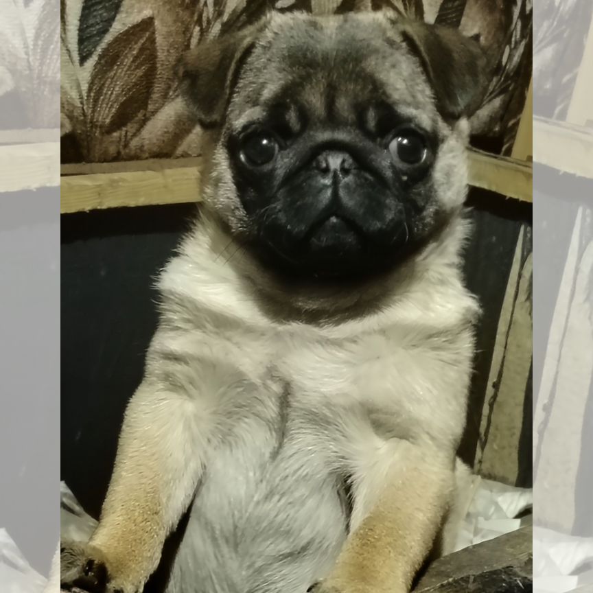 Мопс, щенок