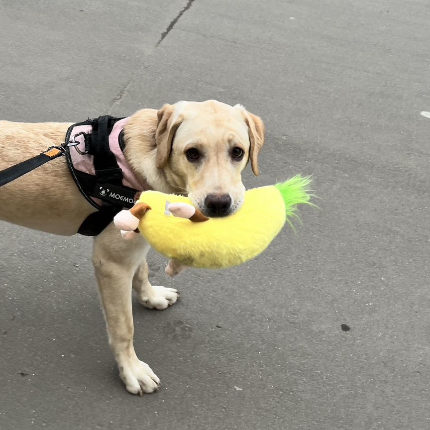 Щенок лабрадора в добрые руки