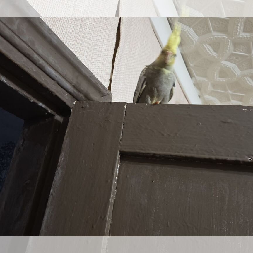 Попугай корелла 3 месяца