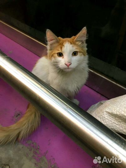 Обалденный котенок нуждается в вас