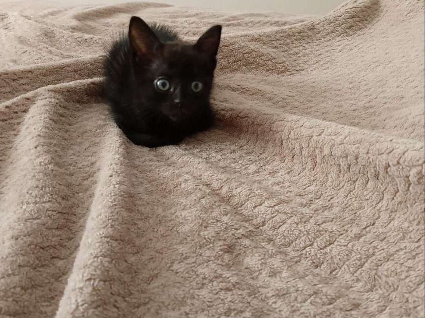 Кошечка 2месяца