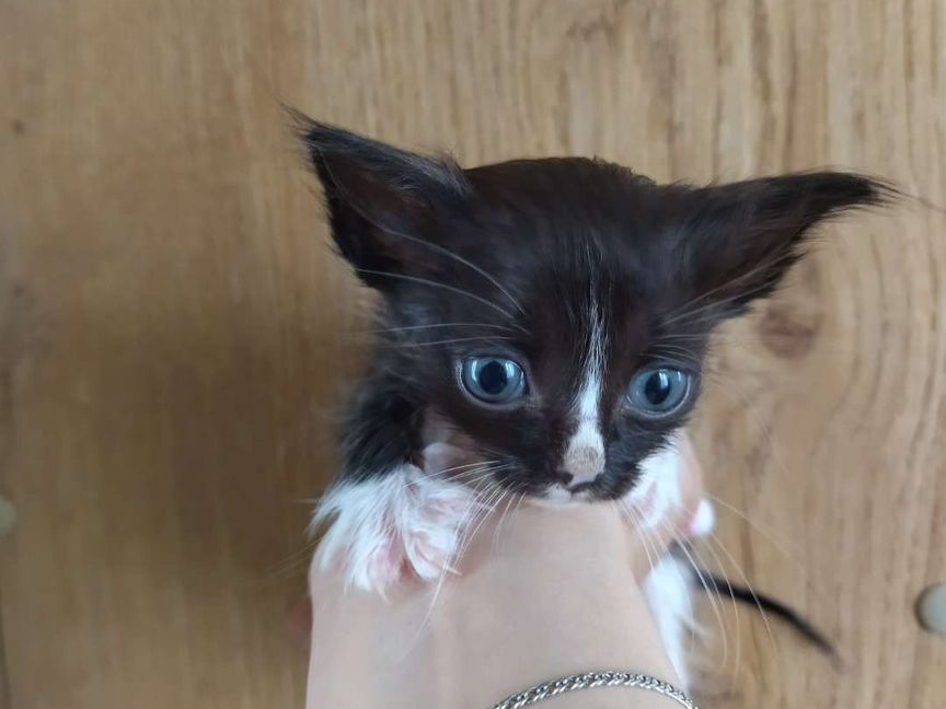 Котенок