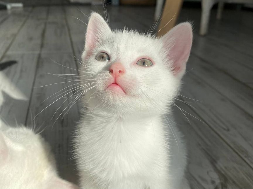 Котенок