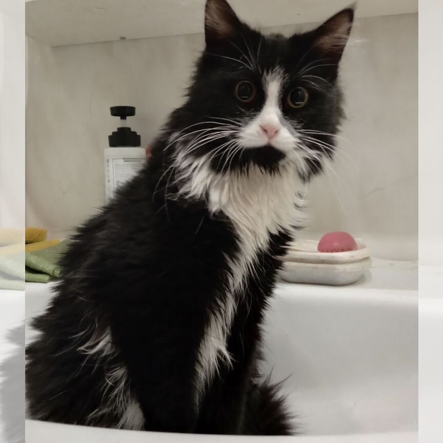 Взрослый кот в добрые руки