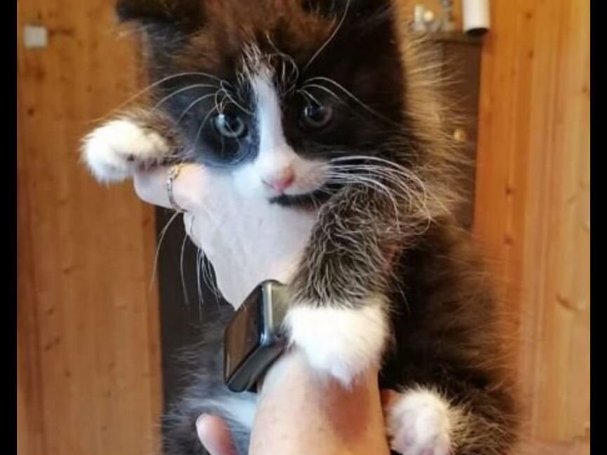 Чёрный котёнок в белых носочках