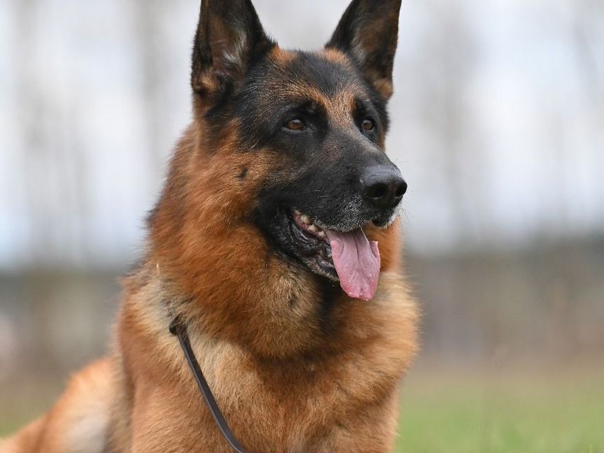 Немецкая овчарка щенки