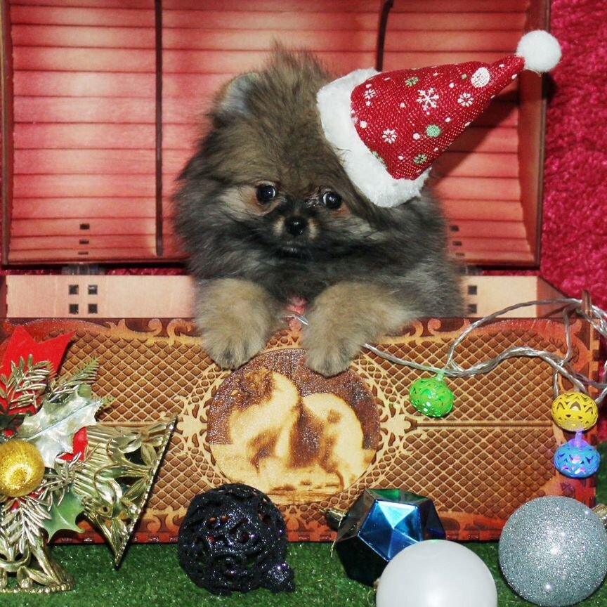 Очаровательные померашки