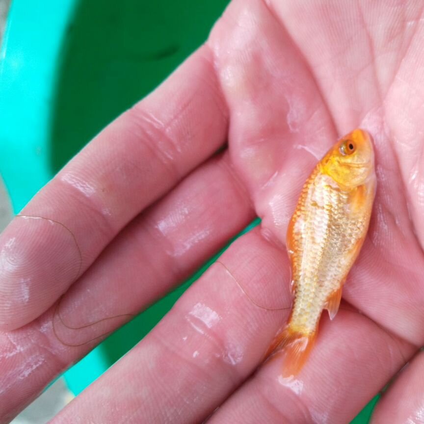 Мальки Карпа Кои