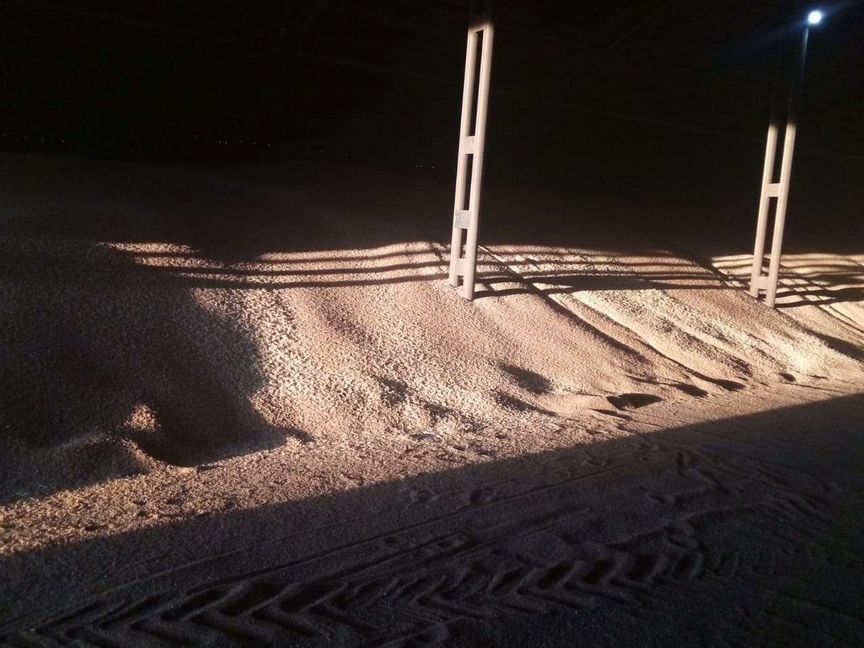 Зерно пшеница ячмень