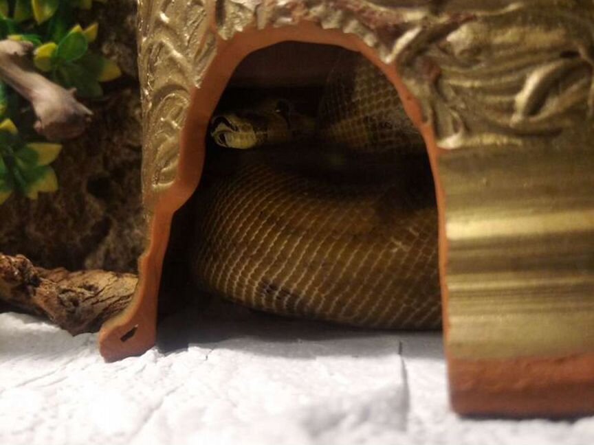 Укрытие для рептилии из керамического горшка