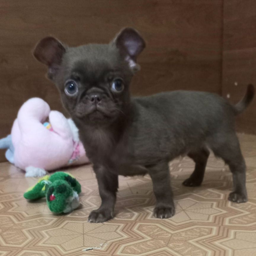 Щенки чихуахуа