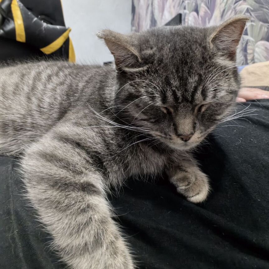 Ориентальная, взрослая кошка