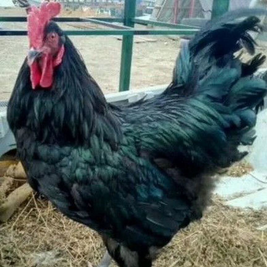 Петухи породы чешский доминант