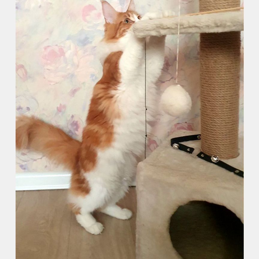 Мэйн кун на Новый год
