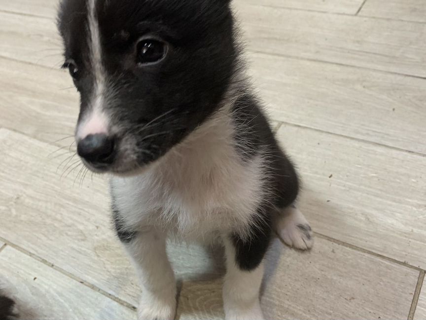 Щенки помесь