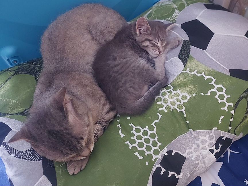 Отдам котенка