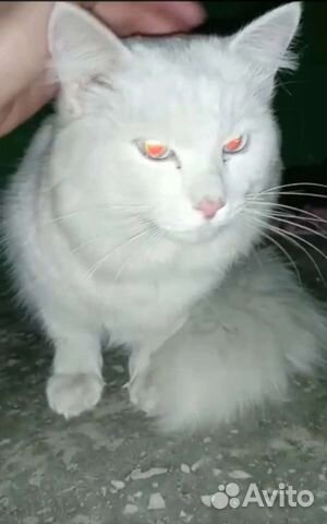 Кошка турецкая ангора белая