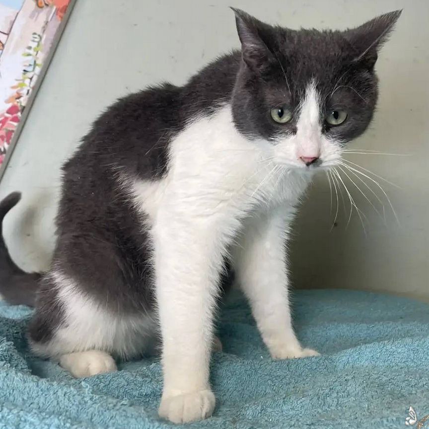 Взрослая, кошка в добрые руки