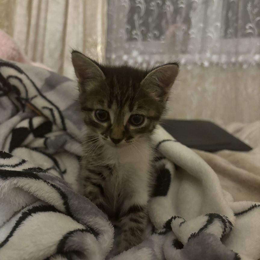 Котята в добрые руки бесплатно