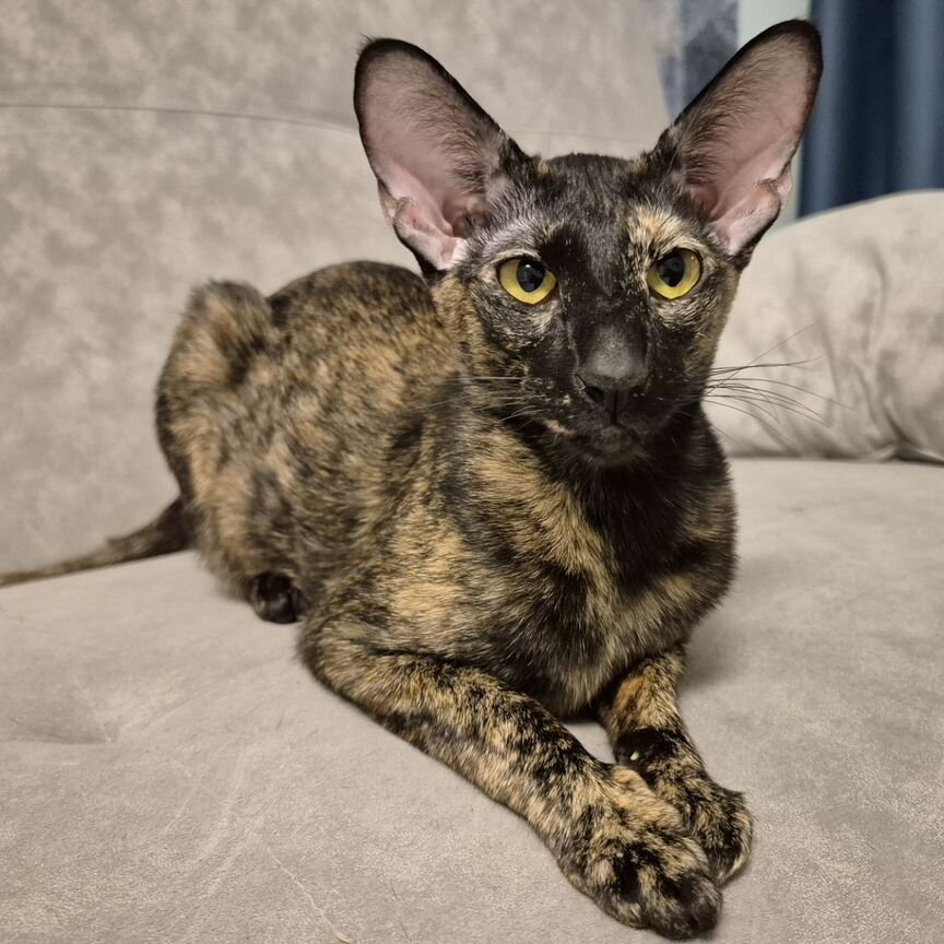 Ориентальная, взрослая кошка