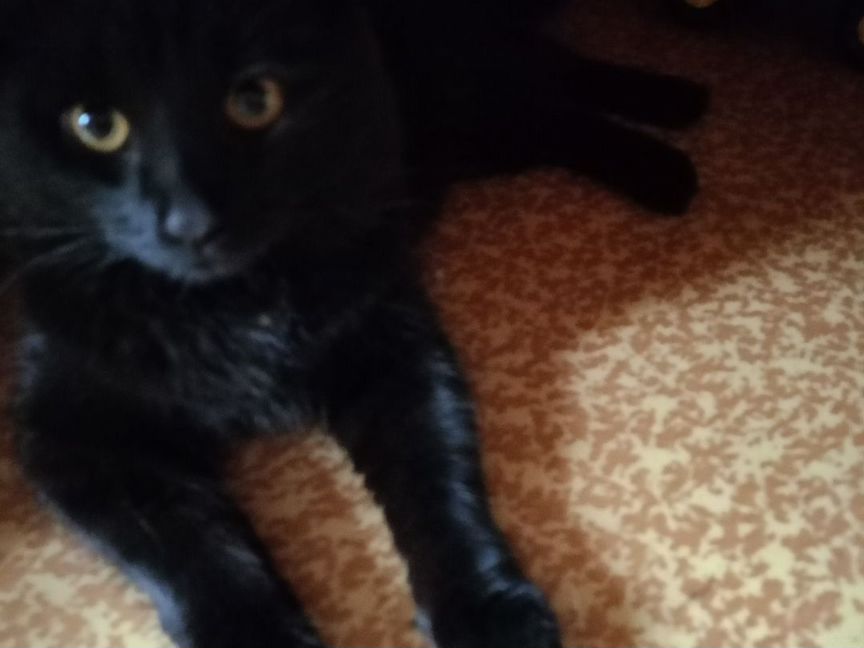 Котенок