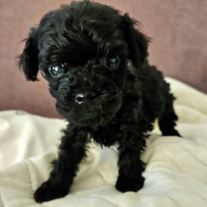 Той-пудель, щенок