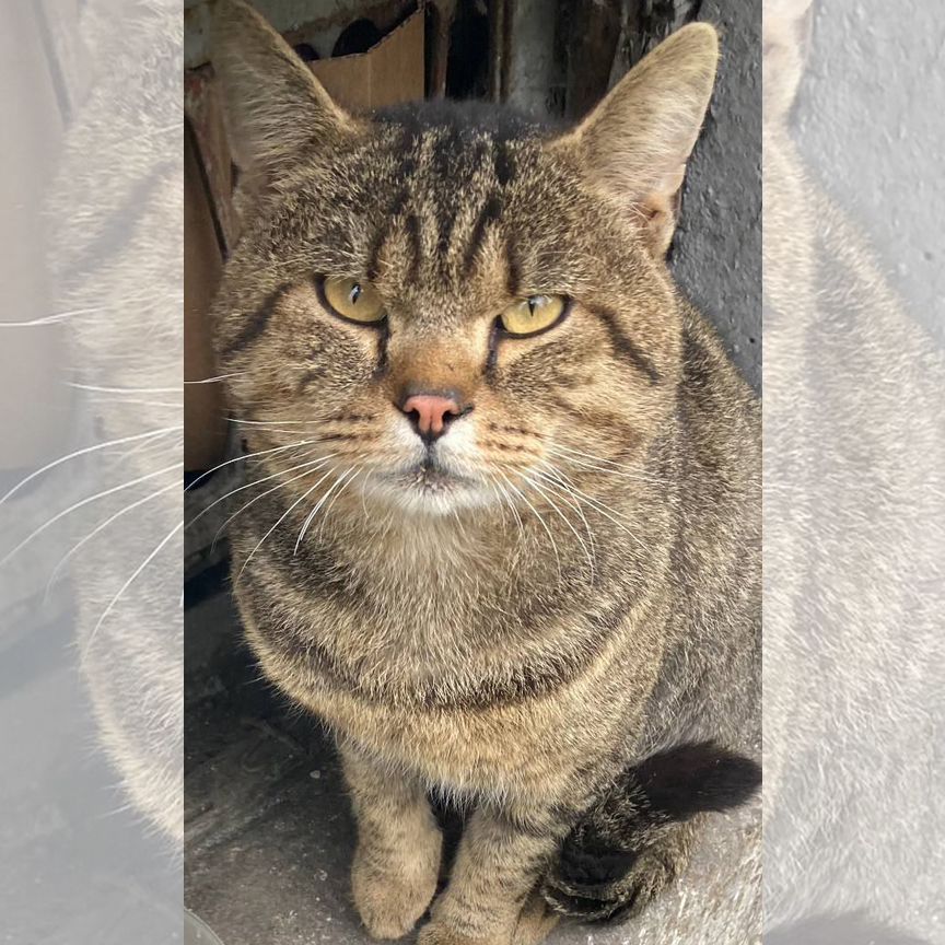 Взрослый кот в добрые руки