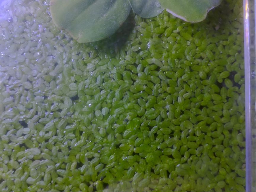 Аквариумные растения пистия ряска