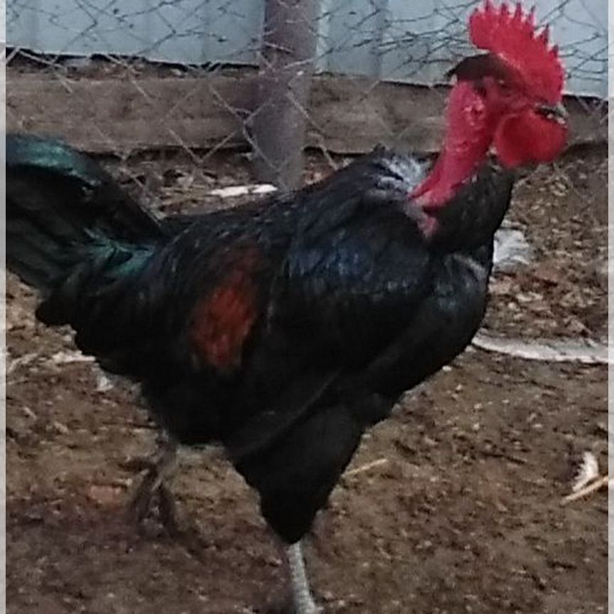 Молодые петухи