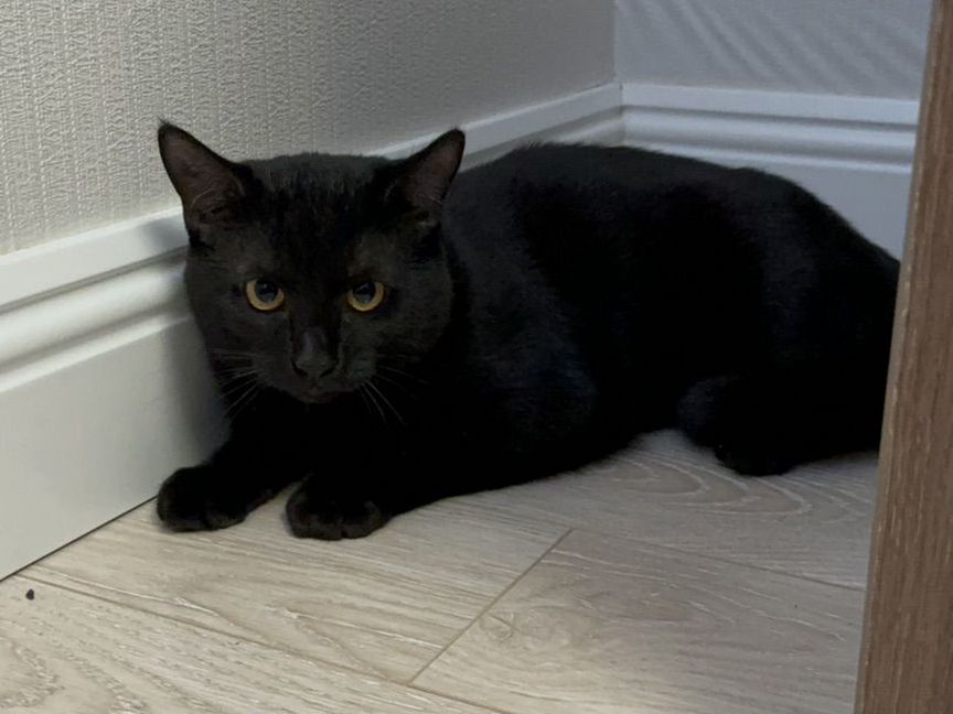 Черный котенок в добрые руки