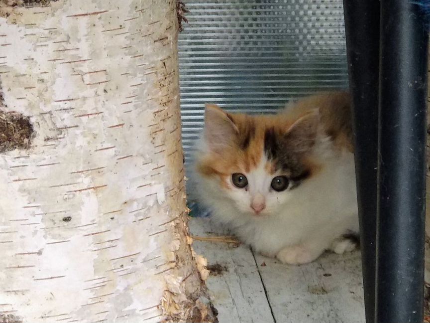 Милые котята 2 мес. ищут дом